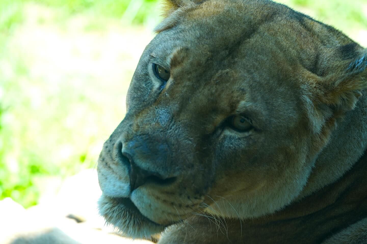 The oldest lioness lives at the Topeka Zoo