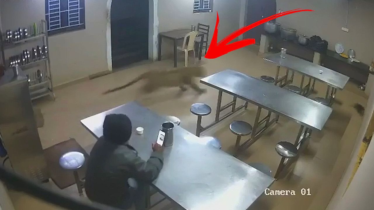 Leopard on the loose causes panic in Indian café