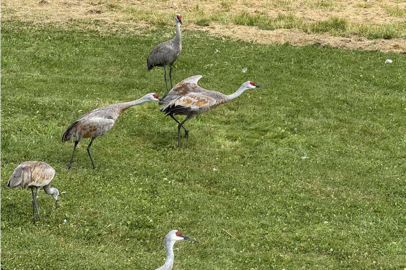 Kachemak Crane Watch releases annual report