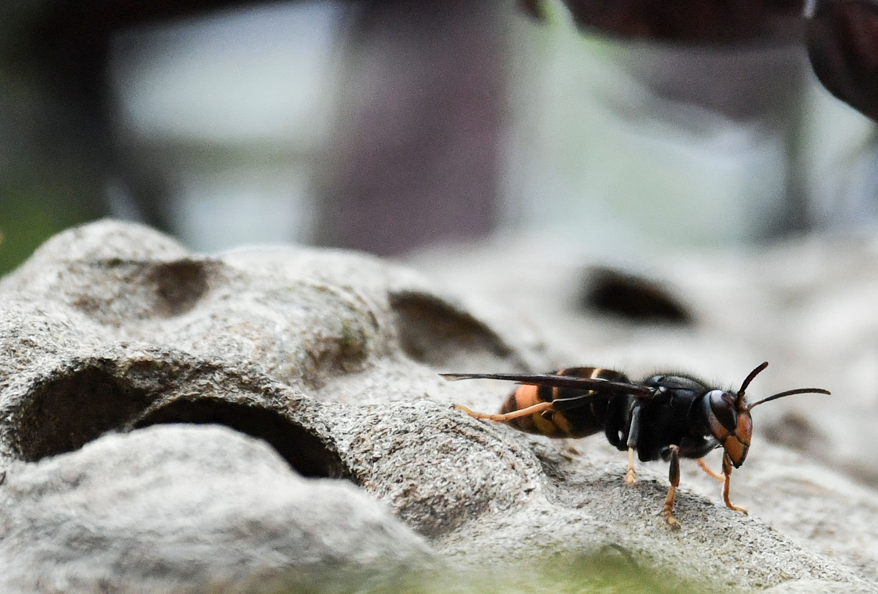 'Stay vigilant' warning issued: How to treat an Asian hornet sting ...