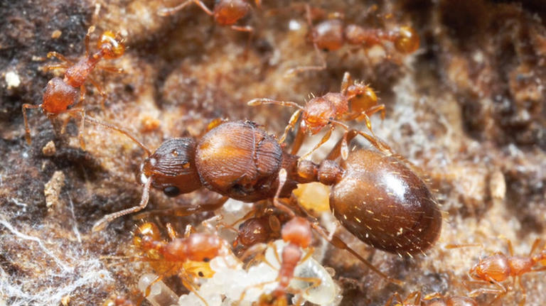 7 Types Of Fire Ants You Might Find In Your Yard (& Why The Difference ...