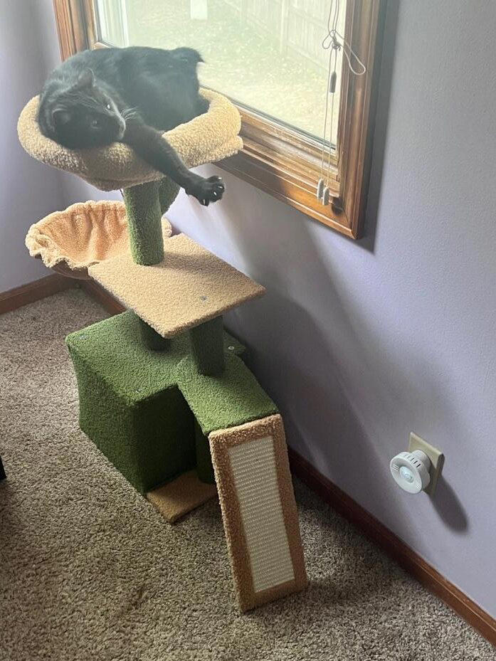 Tranquil Tails Diffuser and Scents: Can This Product Help Anxious Pets?