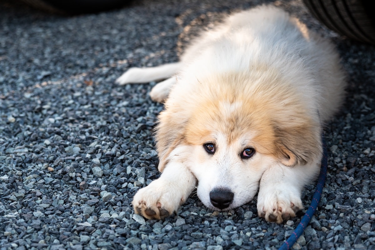 Great Pyrenees' Funny Protest Over Taking a Walk Is True Lazy Boy Energy