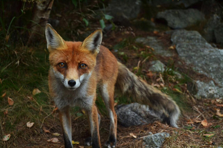 It took just 60 years for red foxes to colonize Australia from Victoria ...