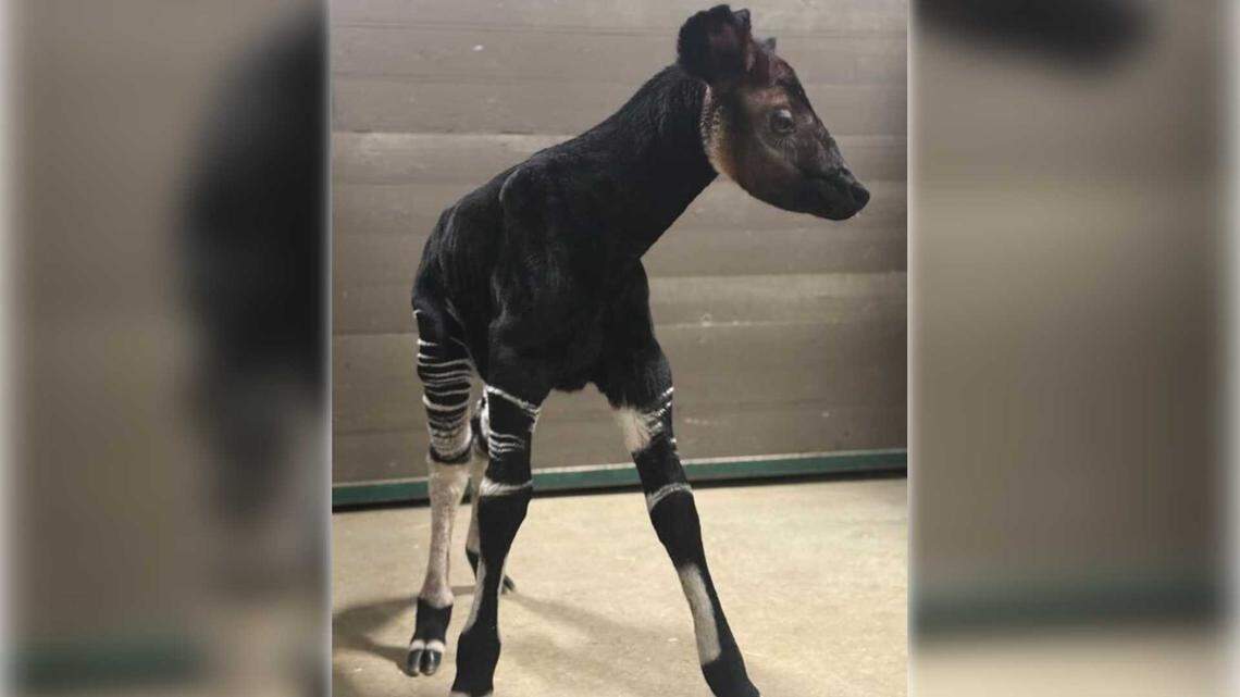 First okapi born at Sacramento Zoo is ready to meet you - and he needs ...