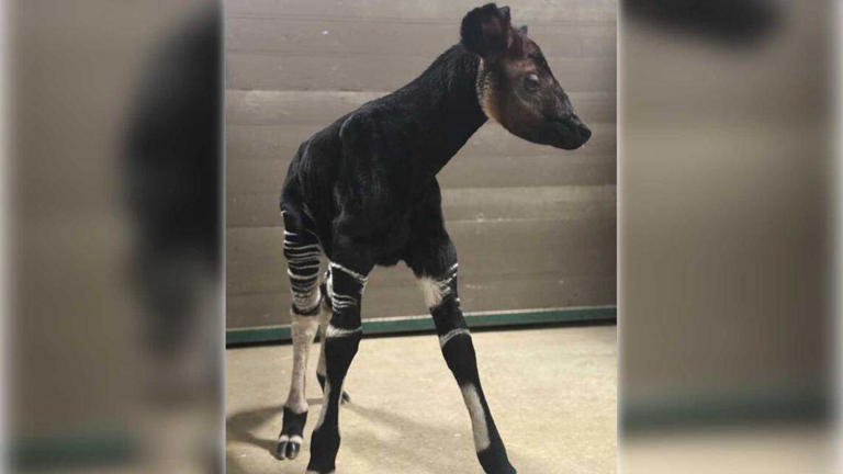 First okapi born at Sacramento Zoo is ready to meet you - and he needs ...