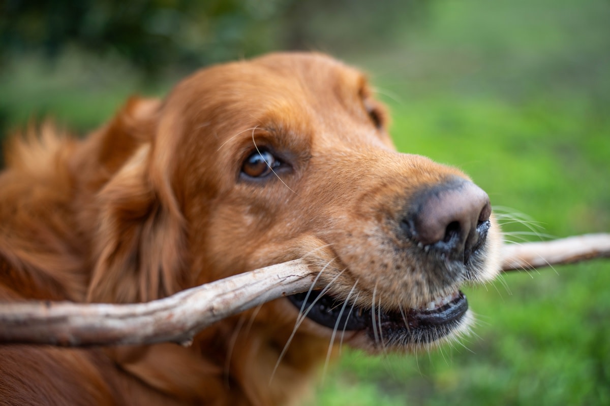 Golden Retriever Channels 'Inner Chewbacca' While Chomping on Stick