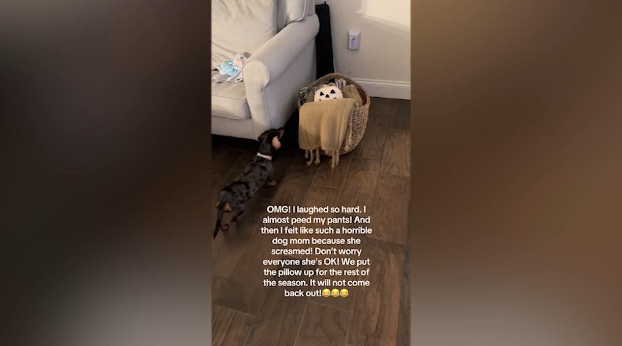 Owner Can’t Cope With Mini Dachshund’s Response To Spooky Season