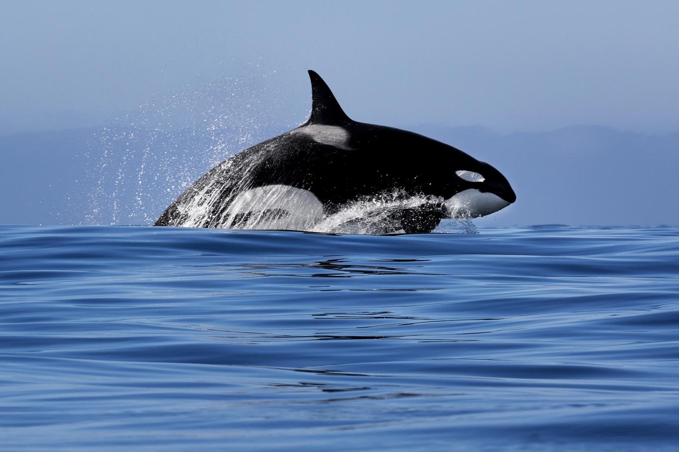 Proč kosatky útočí na lidi? Stojí za tím pubertální blbnutí, strach o ...