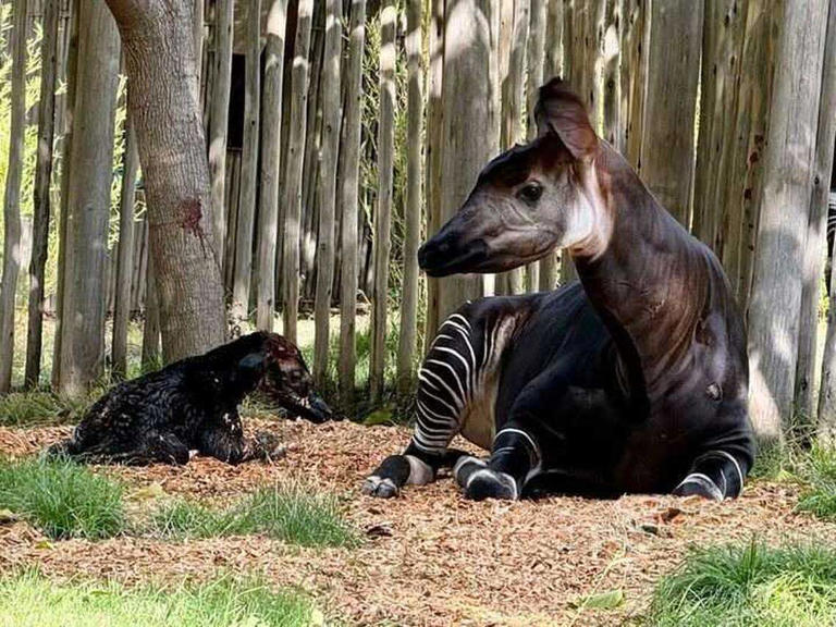 First okapi born at Sacramento Zoo is ready to meet you - and he needs ...