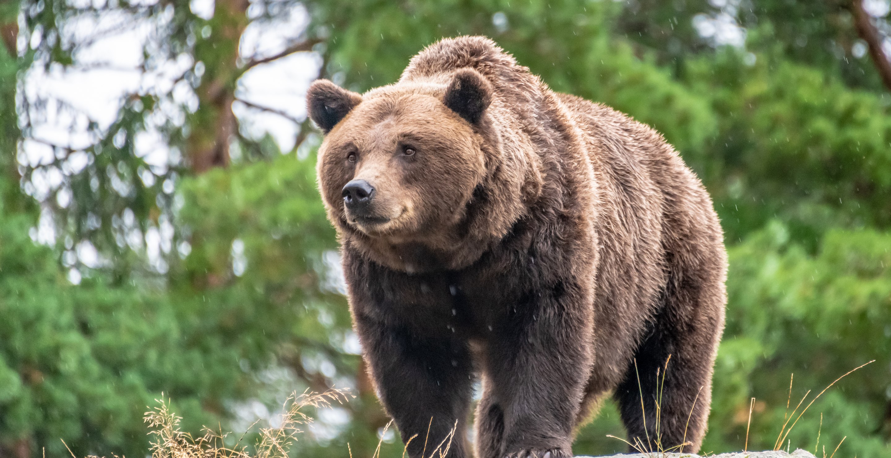 3 People Mauled To Death By Bears In Span Of A Week