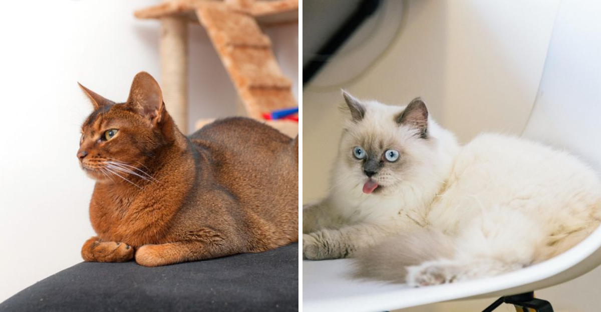 Cat Breeds With Genetic Disorders That Impact Health And Lifespan