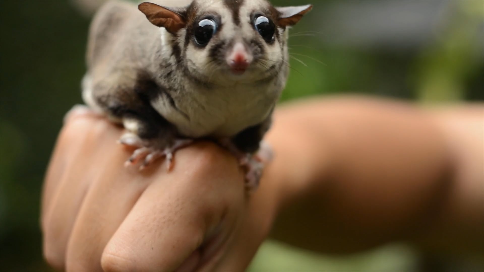 Possums: Close-Up Footage of Australia’s Most Adaptable Marsupial