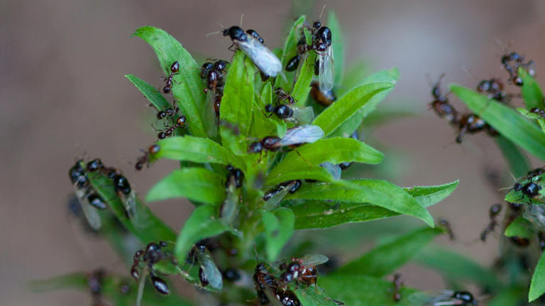 7 Types Of Fire Ants You Might Find In Your Yard (& Why The Difference ...