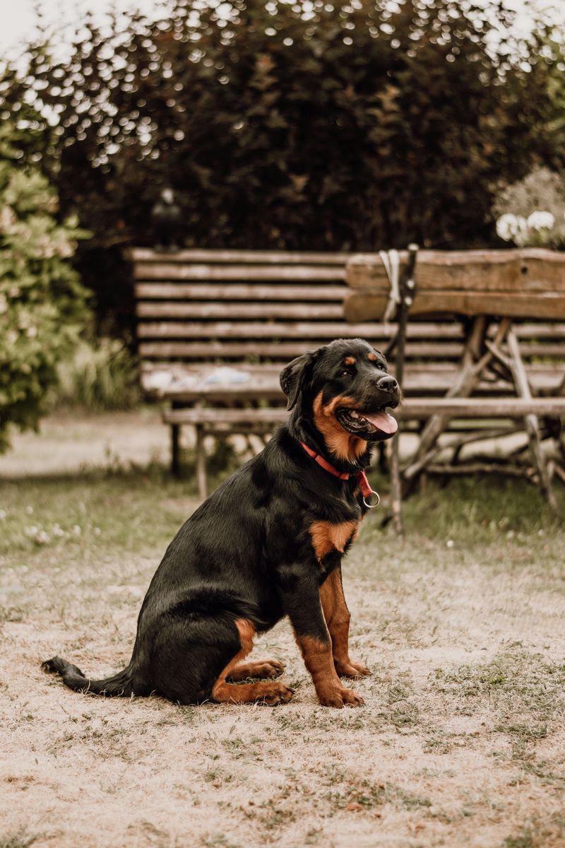 26 Dog Breeds Historically Associated with Strong Defensive Behavior