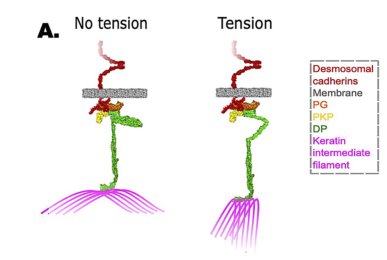 How a stretchy protein senses forces in cells