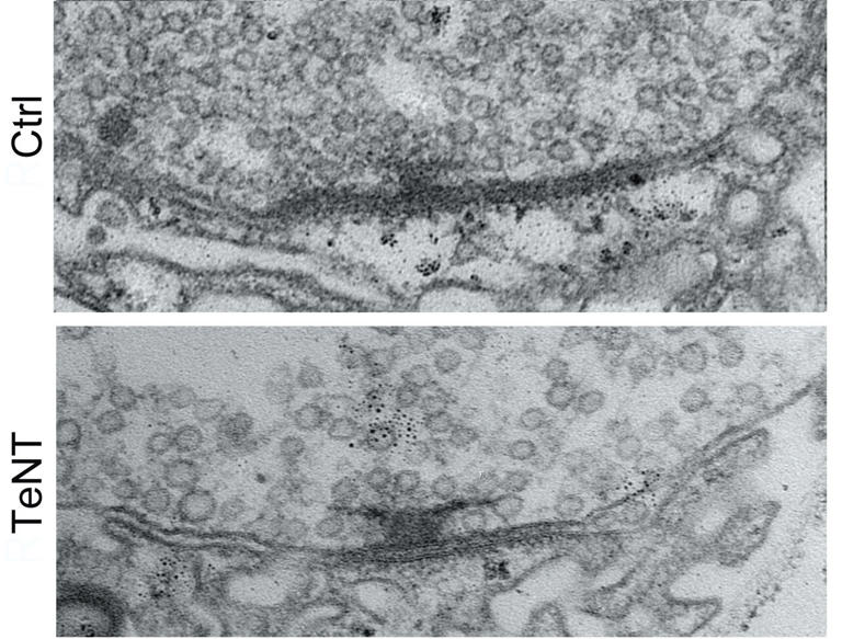 Neural activity helps circuit connections mature into optimal signal ...