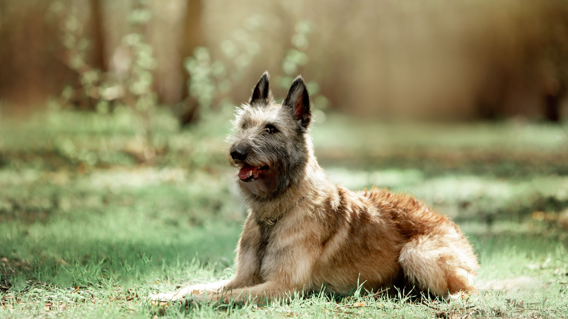 12 Dog Breeds Declining In Popularity And Numbers