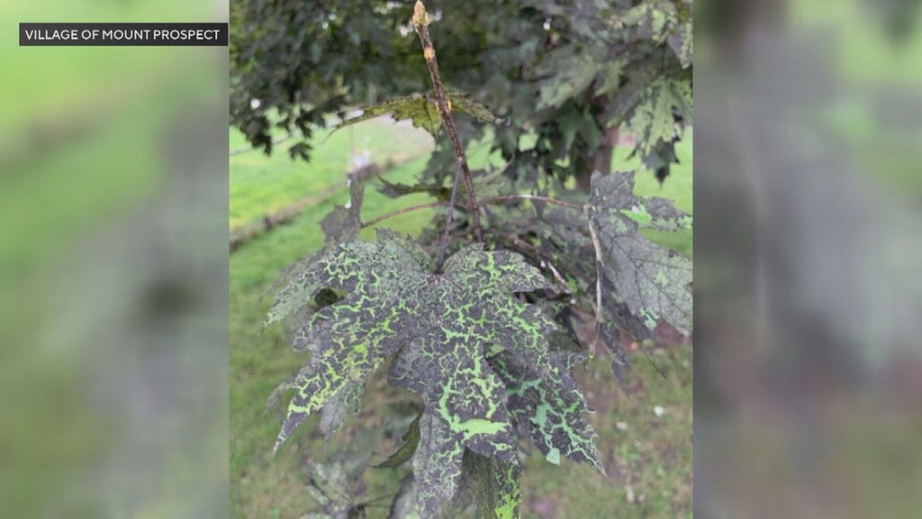 Mysterious soot coats Mount Prospect homes, outside surfaces