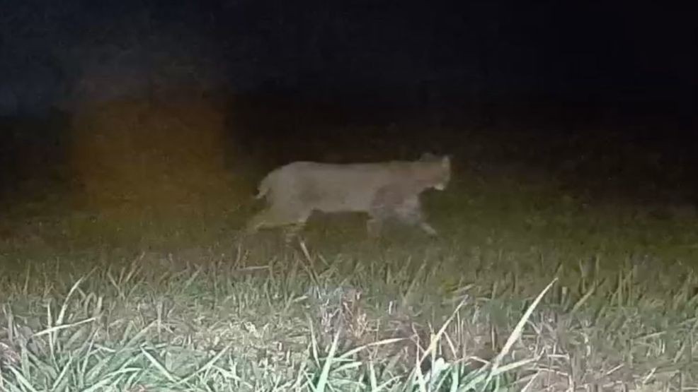 Bobcat sighting in Cedar Rapids sparks interest in growing species ...