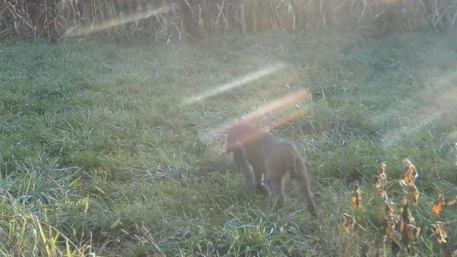 Bobcat sighting in Cedar Rapids sparks interest in growing species ...