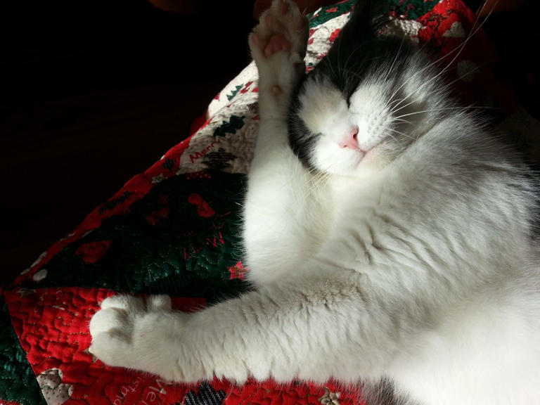 Acicalado del gato: guía completa de higiene, estrés y cuidados