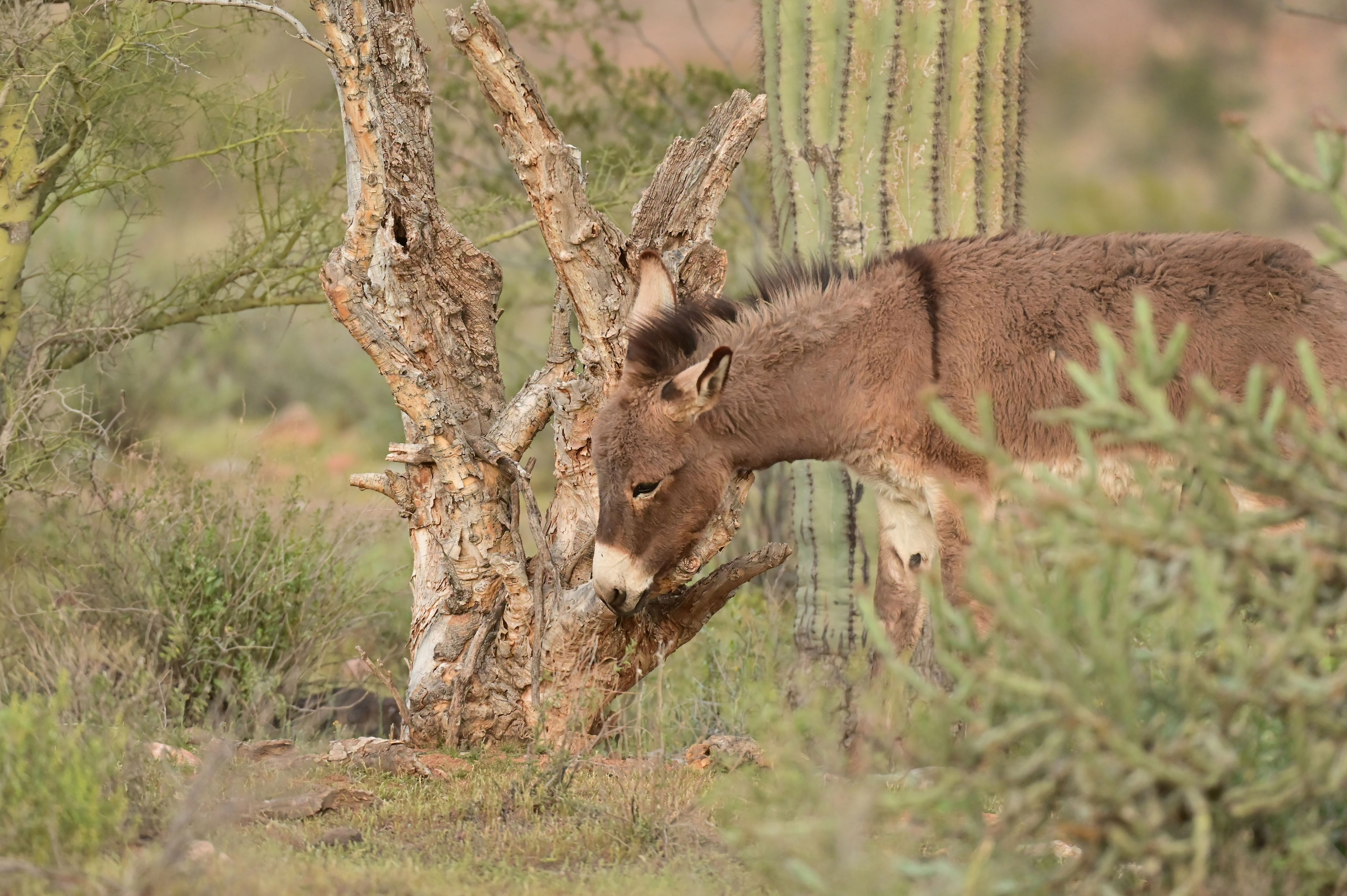 Report: Wild burros destroying Arizona desert habitat