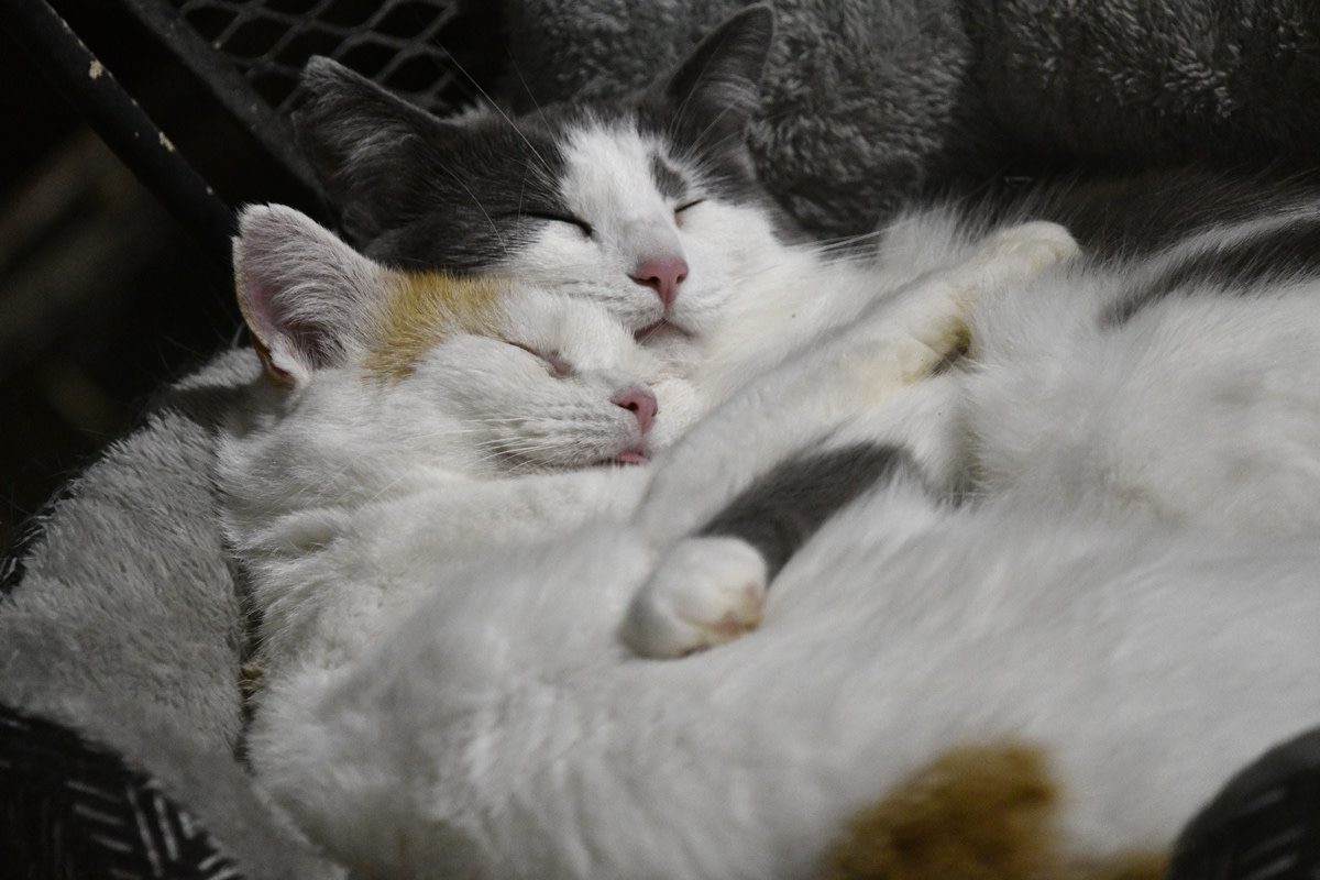 Cat's Reaction to Reuniting With Kitty Brother After 19 Days Apart Is ...