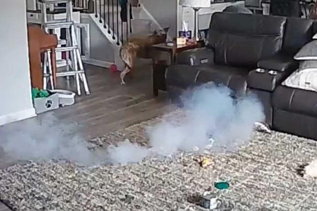 Dog Starts House Fire After Chewing on Lithium-Ion Battery