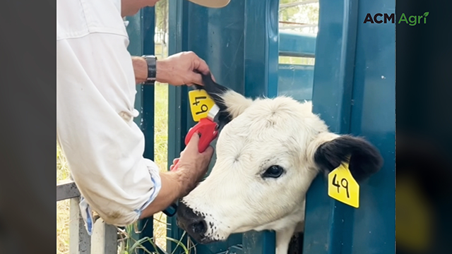 Automatic ear tagger for Australian cattle sells out after launch