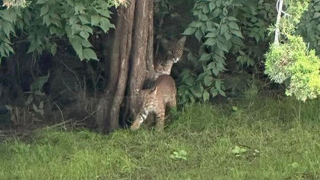 Bobcat sighting in Cedar Rapids sparks interest in growing species ...