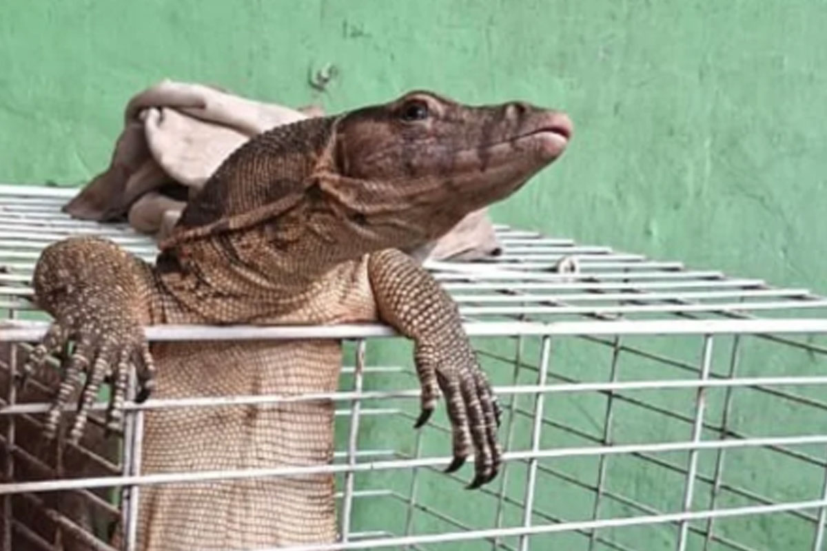 Biawak Nyangkut di Kandang Kucing, Petugas Damkar Depok Turun Tangan ...