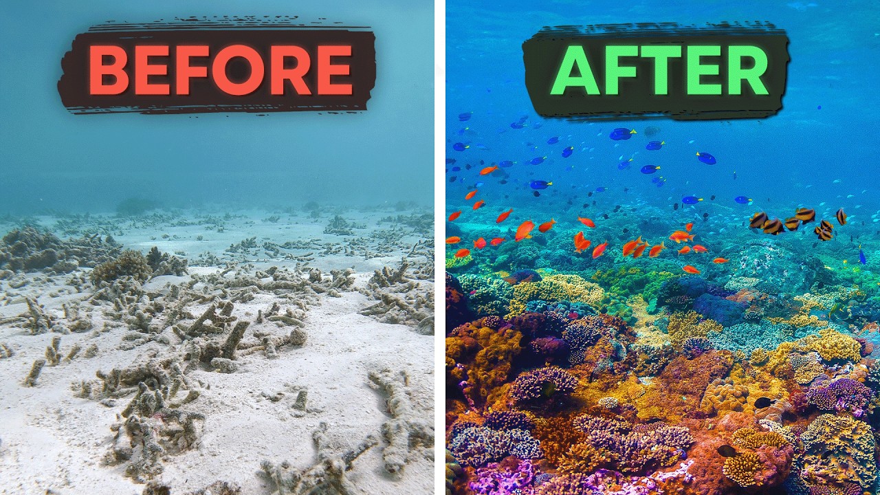 The 10 biggest environmental wins of the year