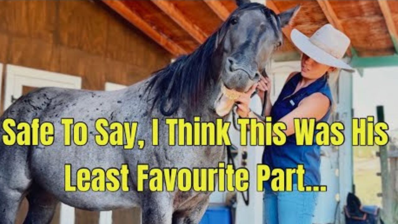 The Way My Gelding's Entire Body Changes Just Minutes Into His Bodywork ...