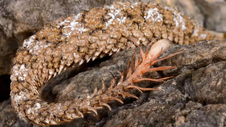 Spider-tailed horned viper: The incredible Iranian snake that tricks ...