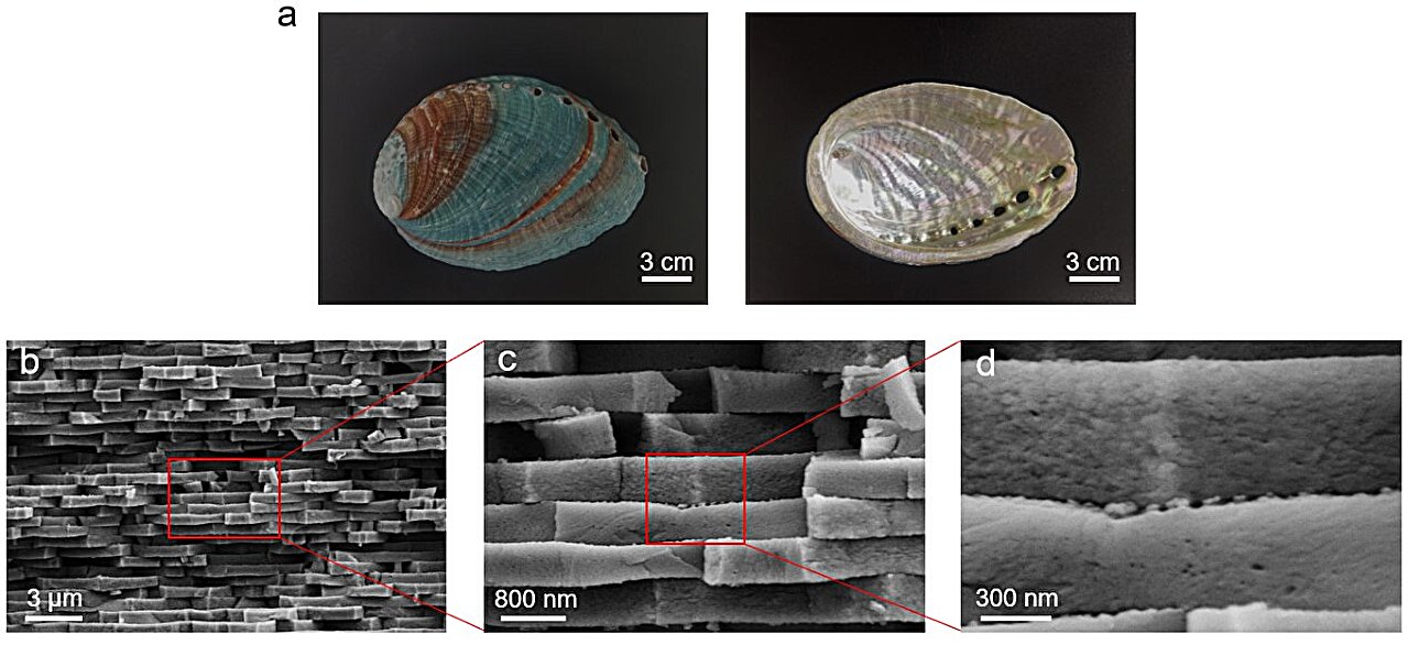 Nacre-inspired composites combine strength, color control and wave ...