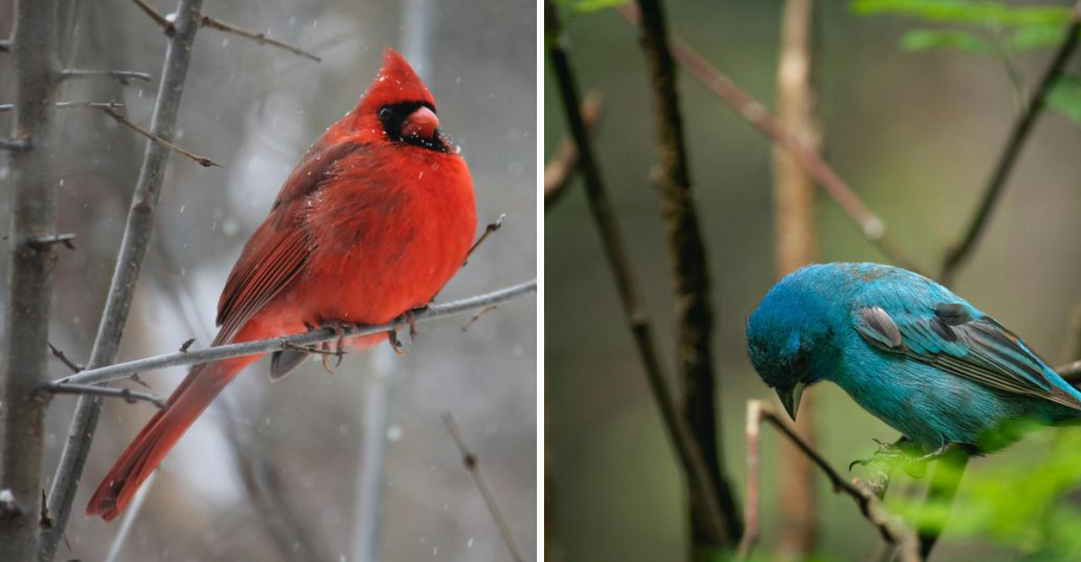 13 Of The Most Colorful Birds You Can Spot In North America