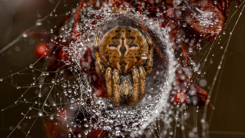 9-year-old Brit wins prestigious award in the Wildlife Photographer of ...