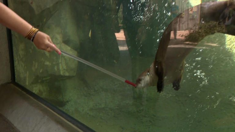 Otter training at Fort Wayne Zoo