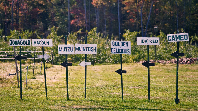 Escape To Connecticut And Find America's Best Apple Orchard Before Fall ...