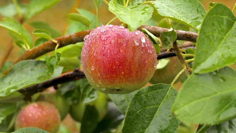 Escape To Connecticut And Find America's Best Apple Orchard Before Fall ...