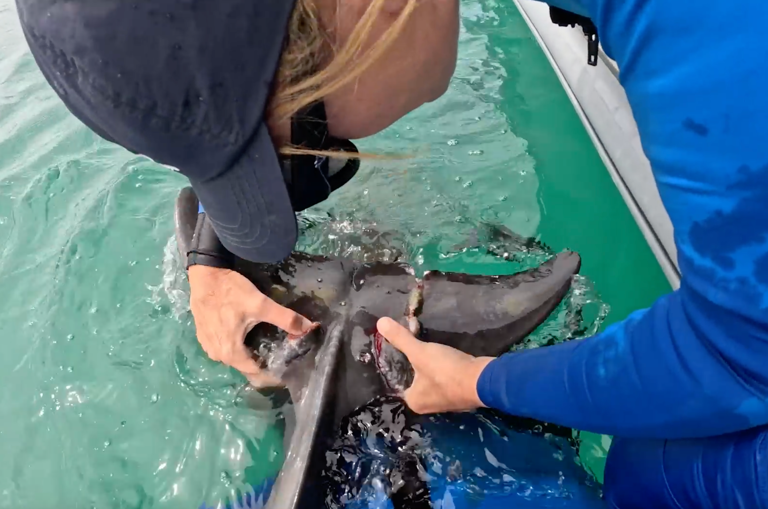 See it: Heroic rescuers tackle dolphin calf tangled in fishing line