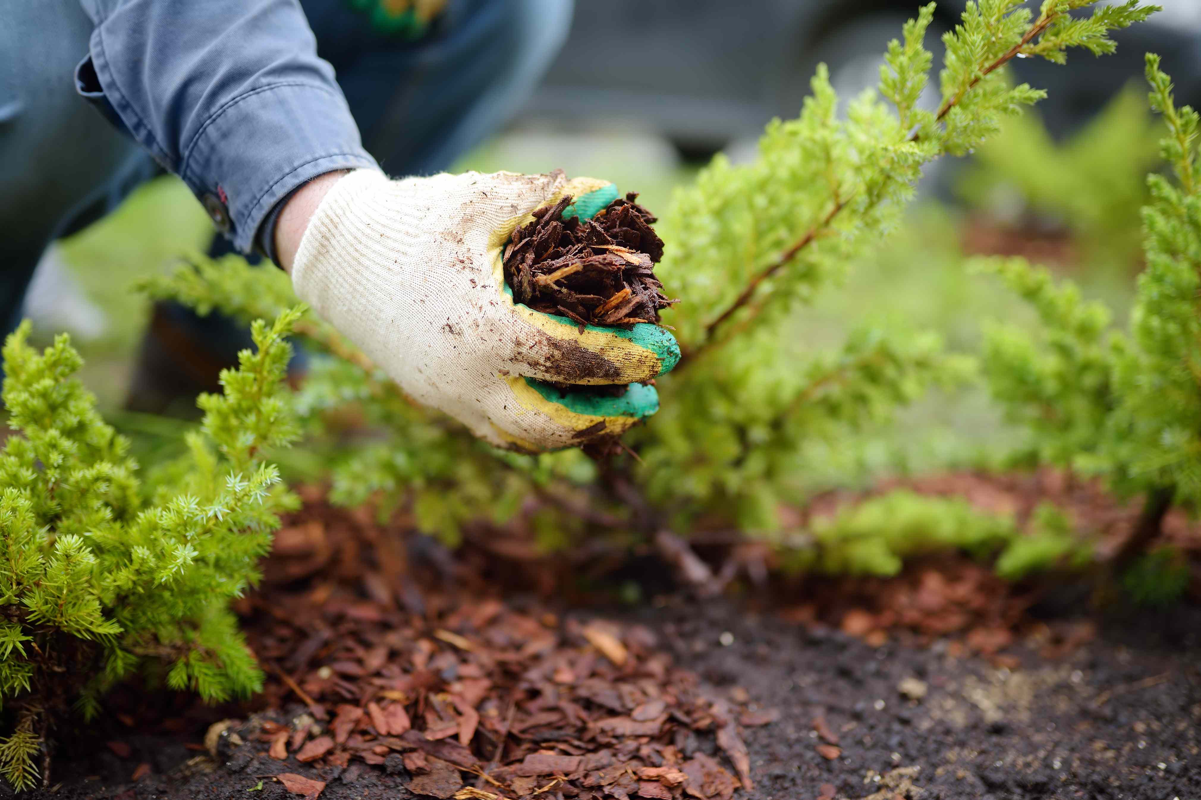 The best time to add a second layer of mulch for winter root protection