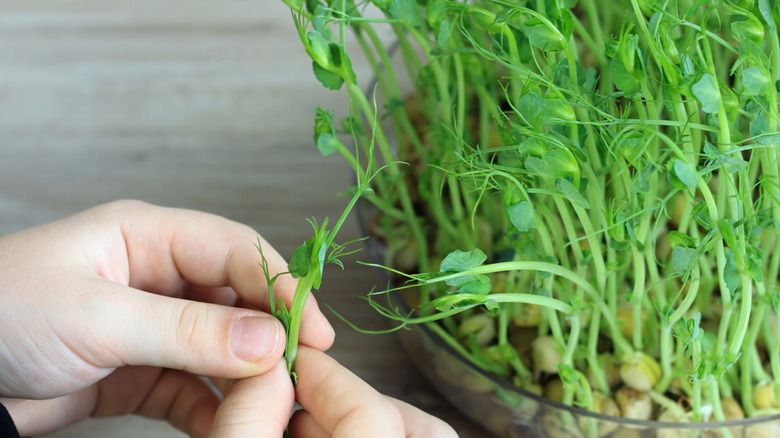The Versatile Vegetable You Can Grow Indoors Throughout Winter