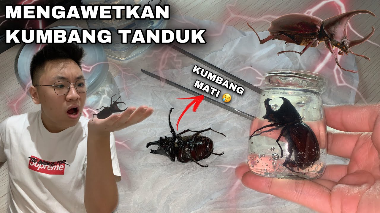 Kumbang Badak Saya Mati Saat Berjuang – Begini Cara Mengawetkannya ...