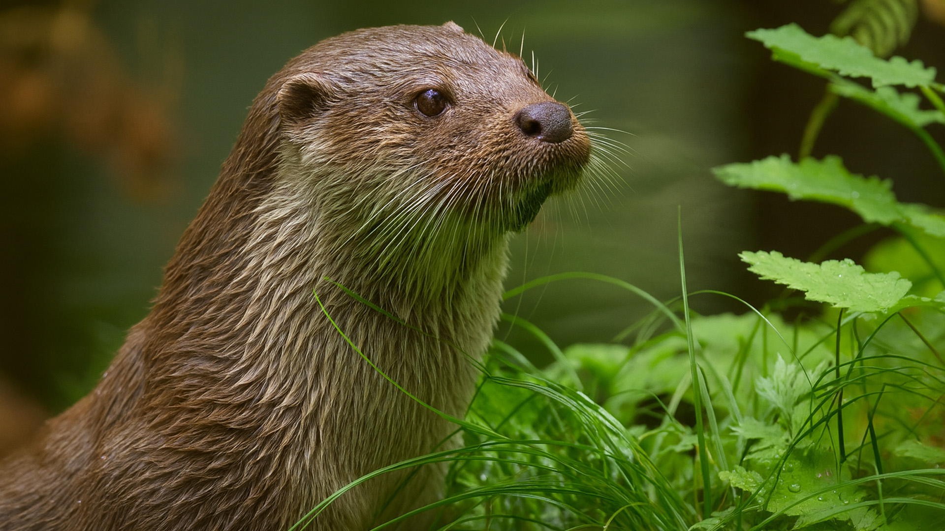 Up Close with Wild Animals in Their Natural Habitat