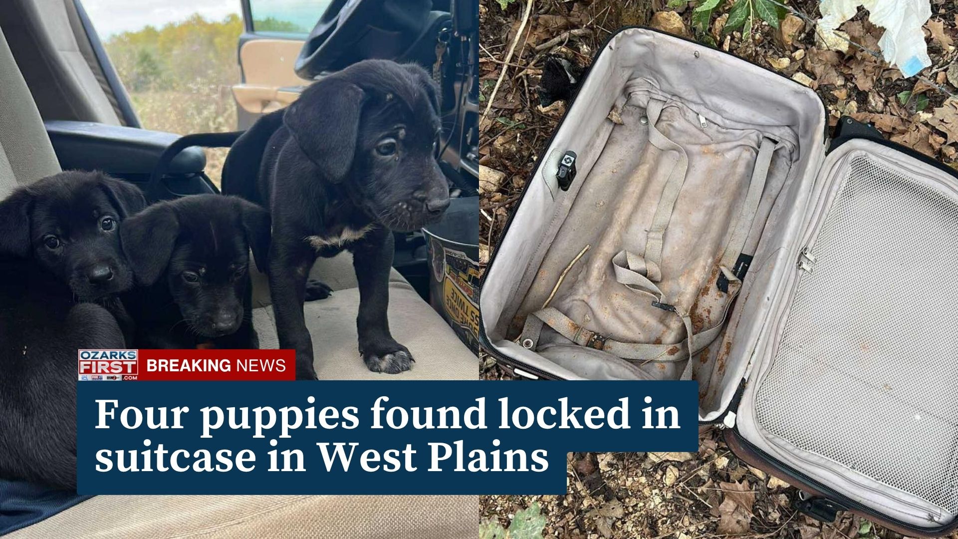 Puppies dumped in suitcase in West Plains: Interview with Ozarks Pet Rescue