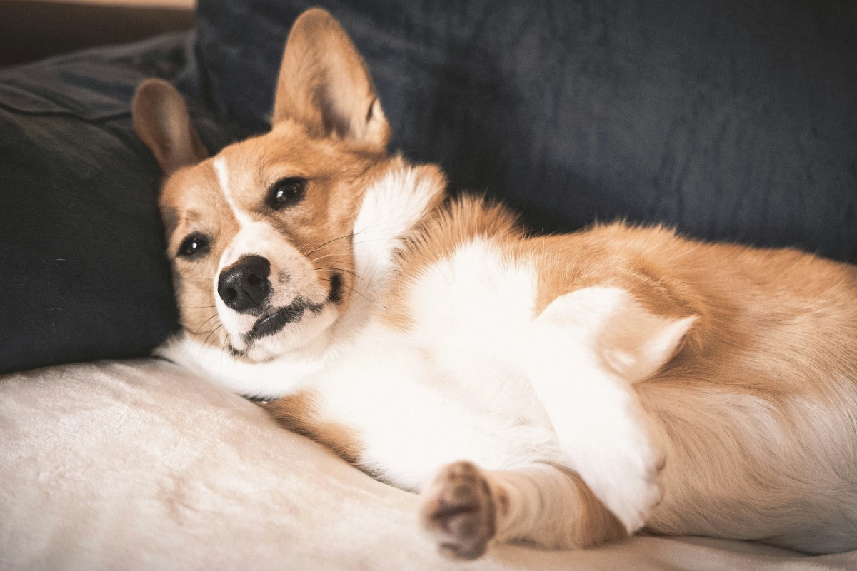 Internet-Famous Corgi Has Hilarious Reaction to Being Told to ‘Say Cheese'