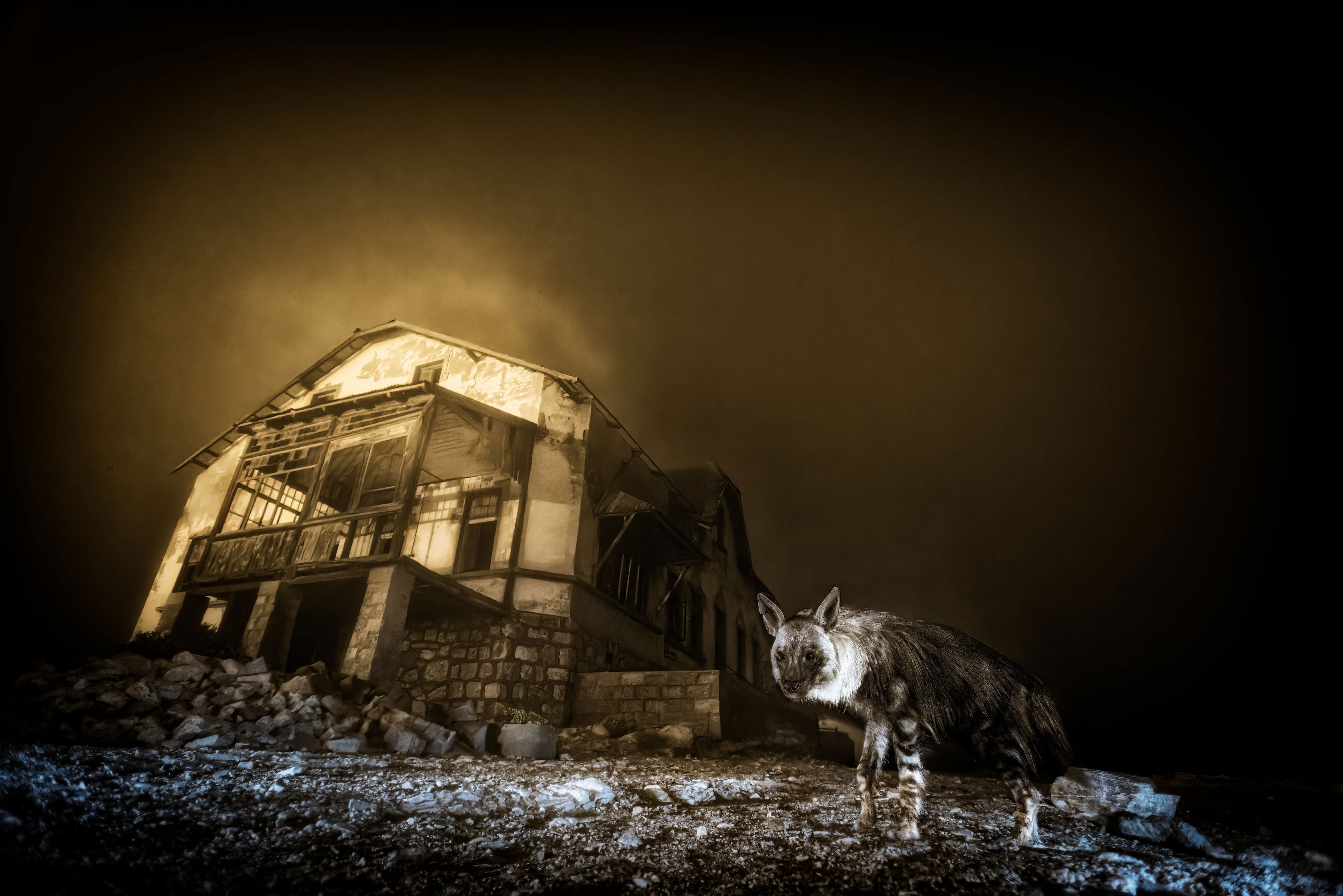 Hyena shot that took decade to capture wins Wildlife Photographer of ...