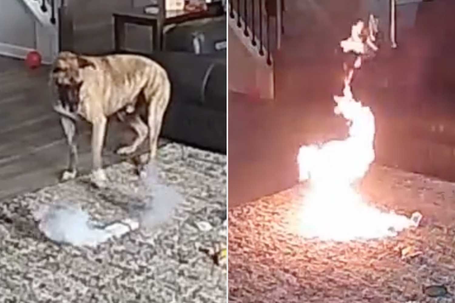 Dog Starts House Fire After Chewing on Lithium-Ion Battery